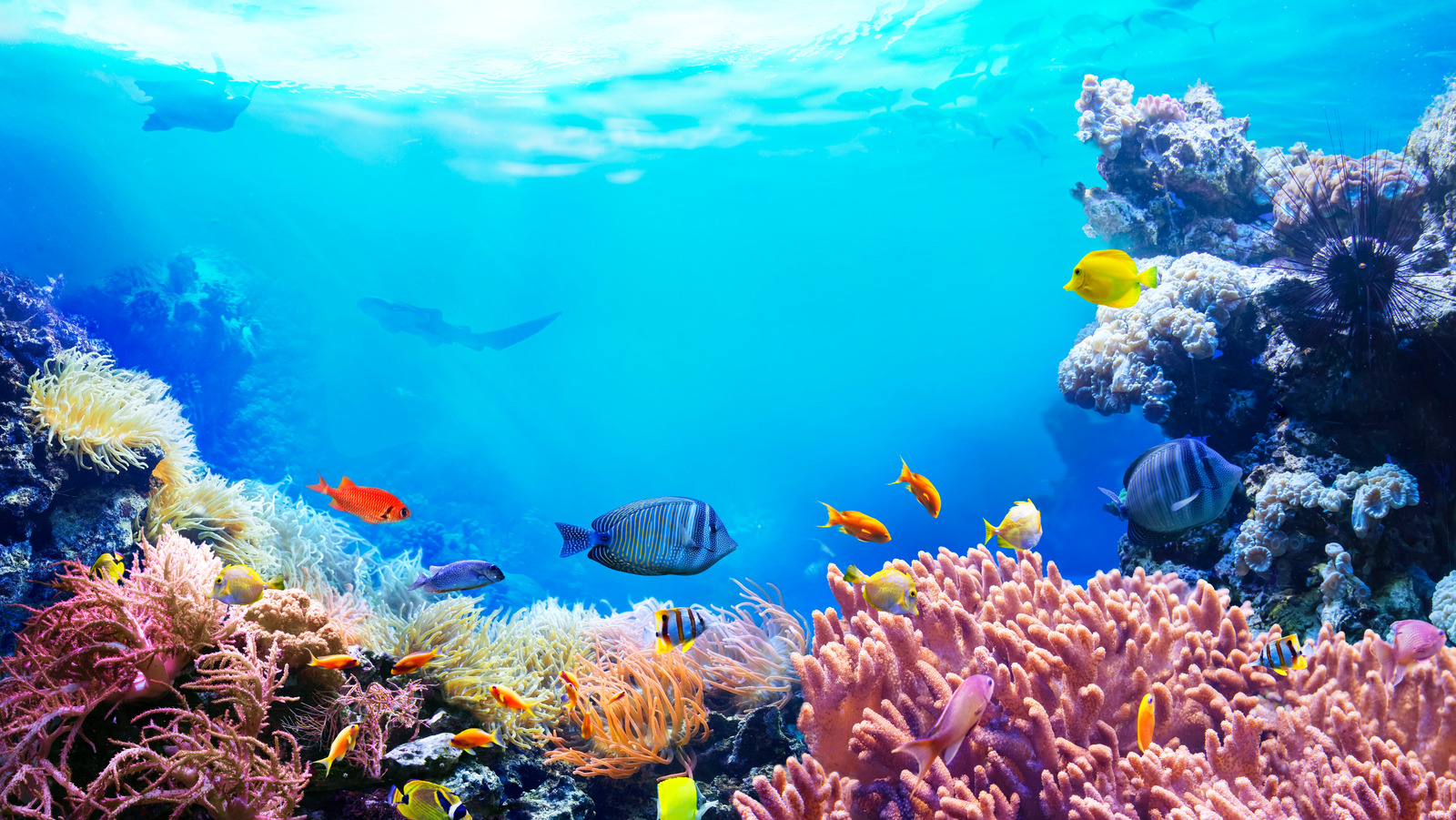 Does 'Reef-Safe' Sunscreen Actually Help The Oceans?