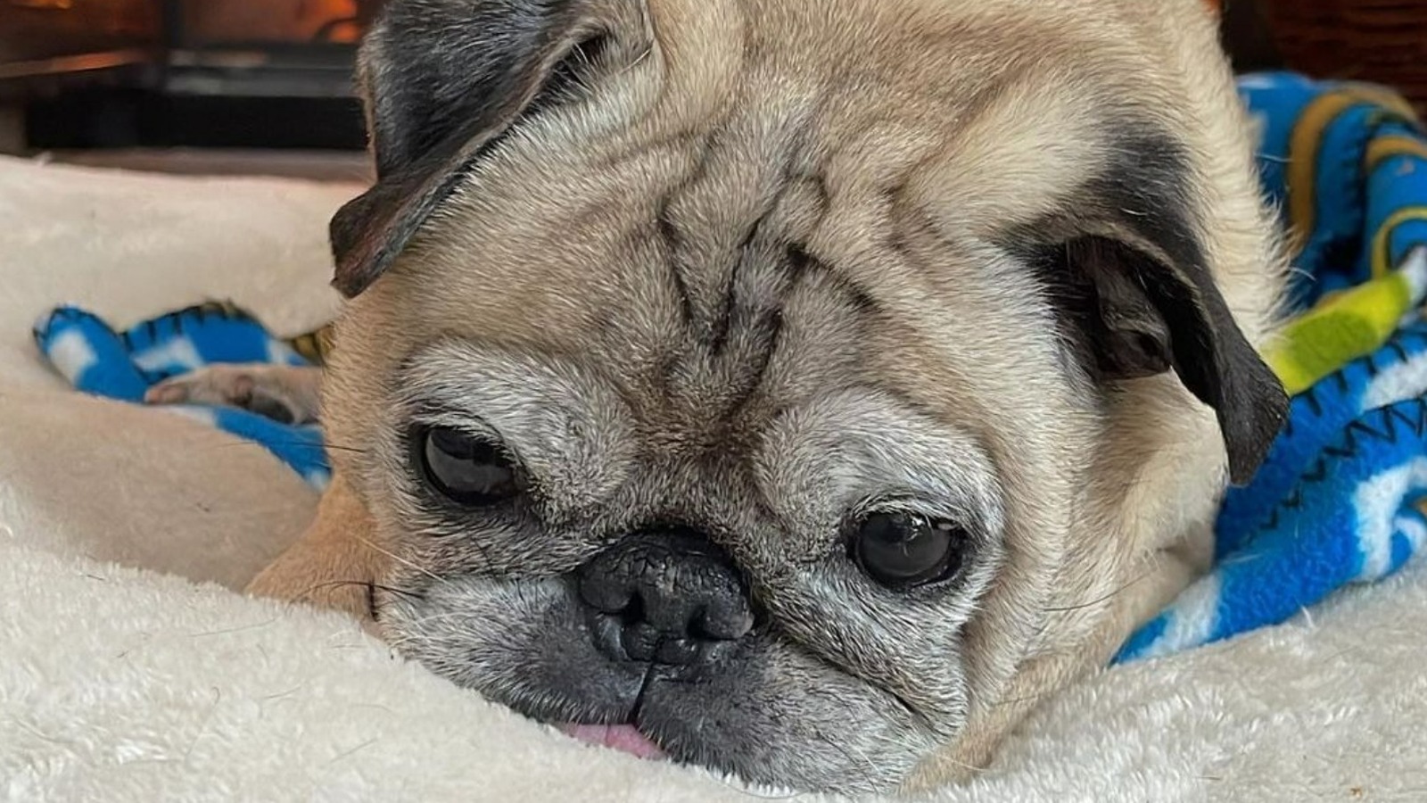How Do The Bones Day Pug And His Owner Make Money 