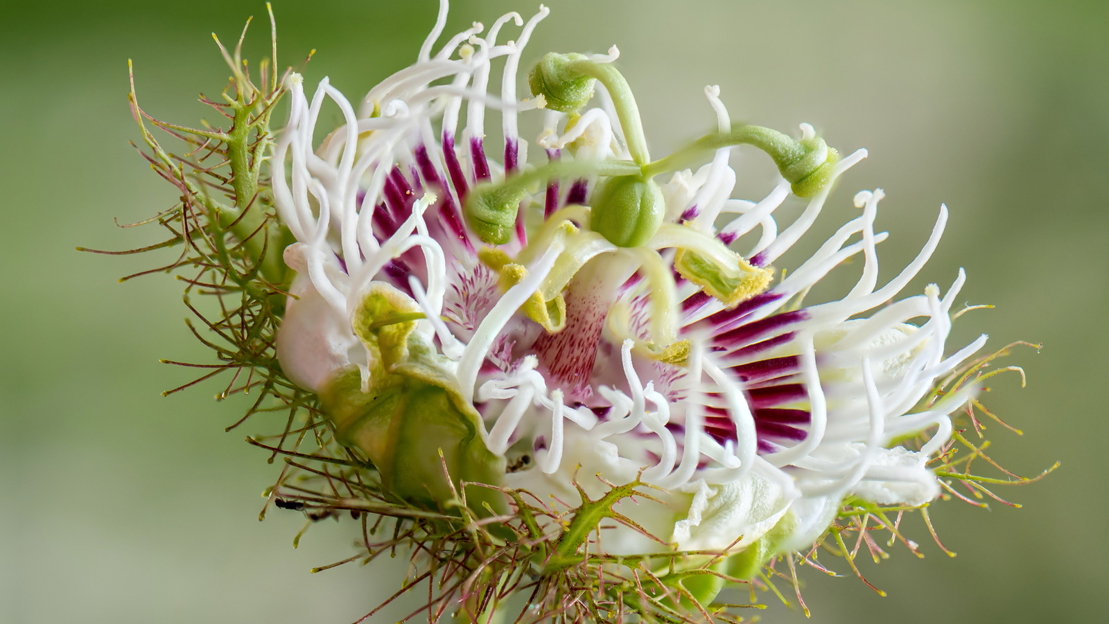 How Passionflower Extract Might Help Treat Your Anxiety