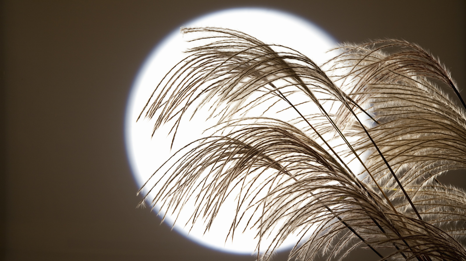 How The September 10 Full Moon Will Affect You If You're A Gemini