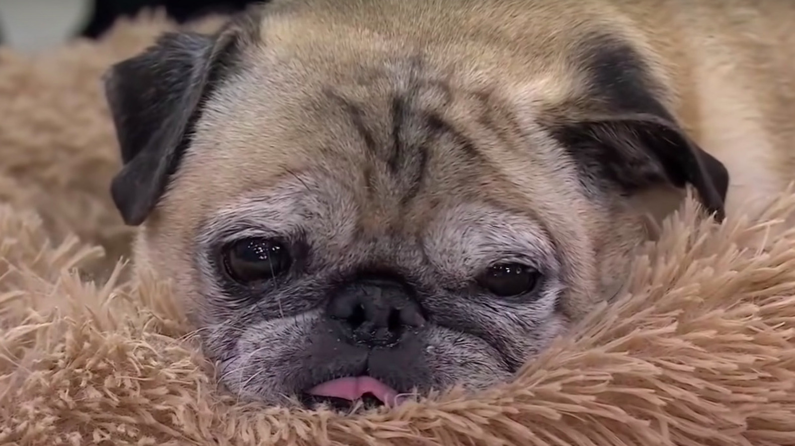 Meet The TikTok Pug That Determines What Kind Of Day You Will Have