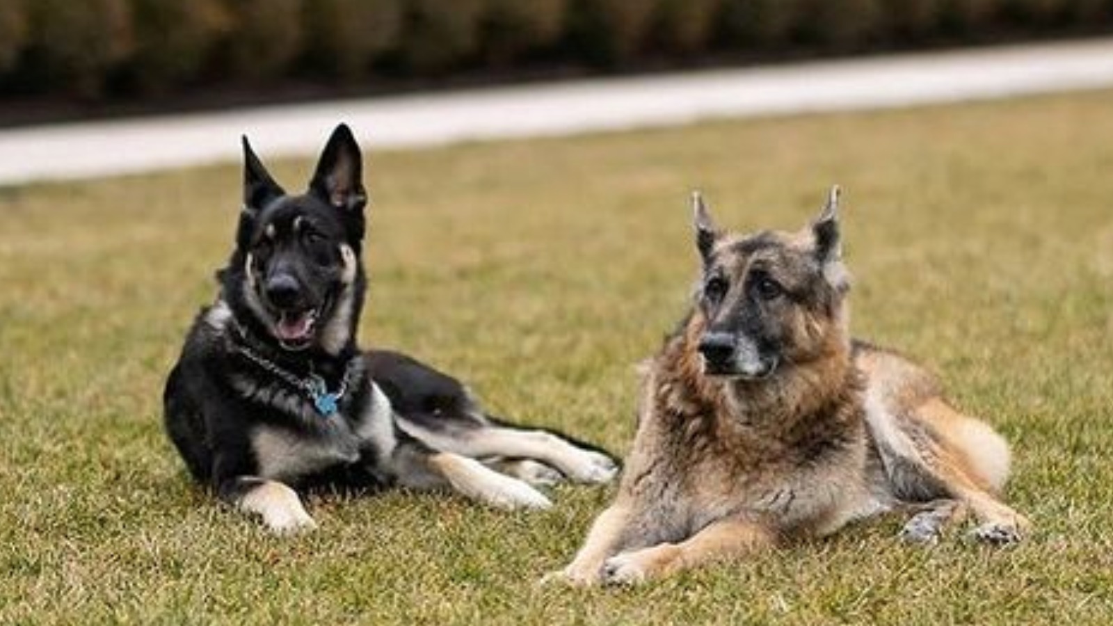 Secret Service Agents Are Fuming Over The Former First Dog, Major