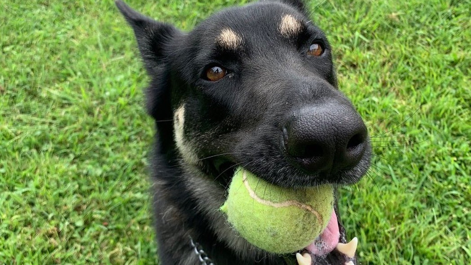 Biden's Dogs Major And Champ Are Now Officially At The White House