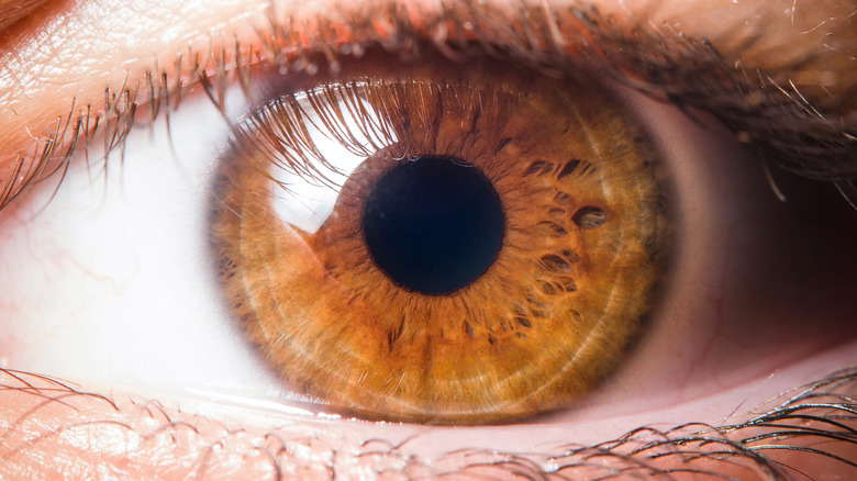 The Truth About Brown Eyes