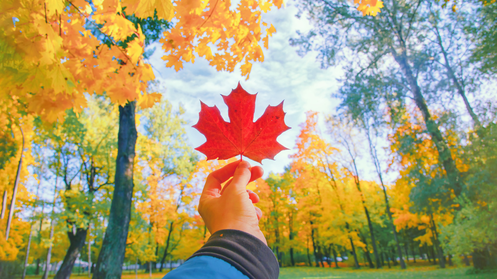 The Truth About Canadian Vs American Thanksgiving the-truth-about-canadian-vs-american-thanksgiving
