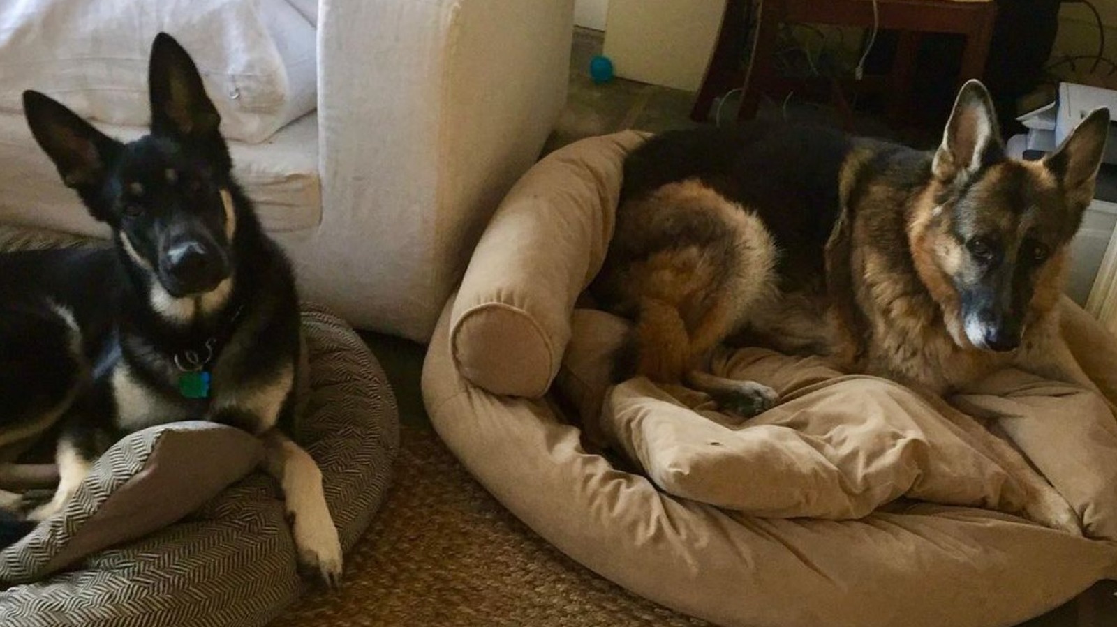 The White House Dogs Have One Rule They Must Follow