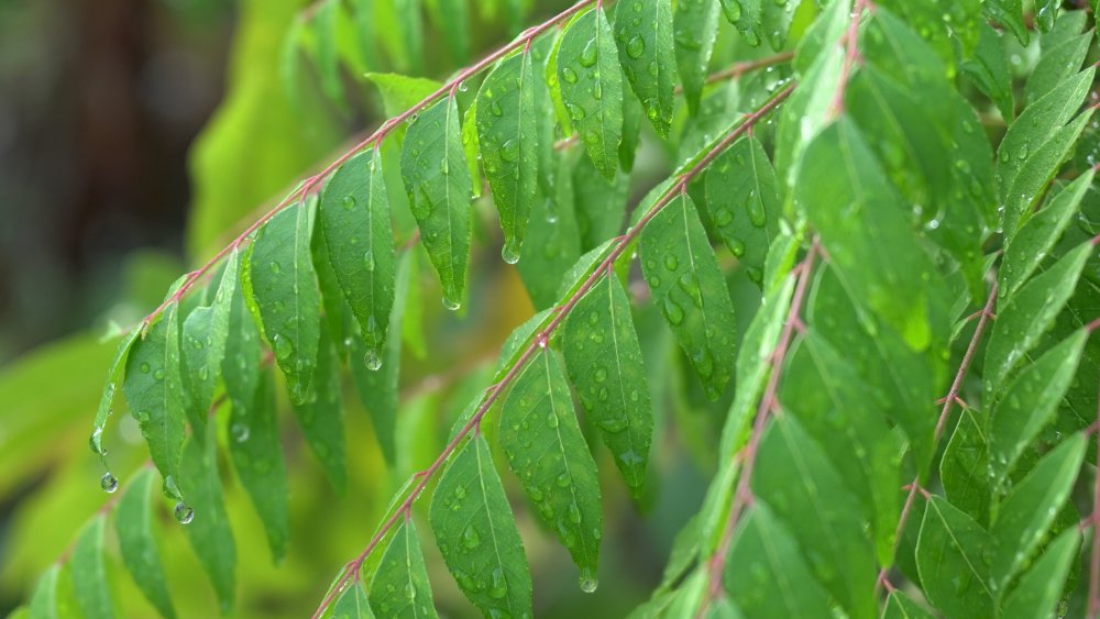 What Happens If You Eat Curry Leaves Every Day What Happens If You Eat Curry Leaves Every Day