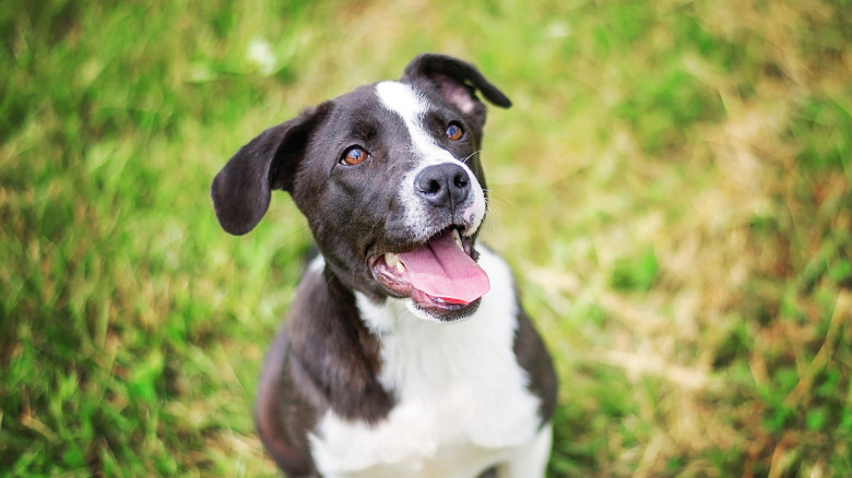 9 Amazing Before And After Photos Of Rescued Dogs