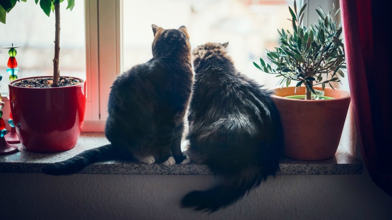 Reasons You Should Buy A Second Cat